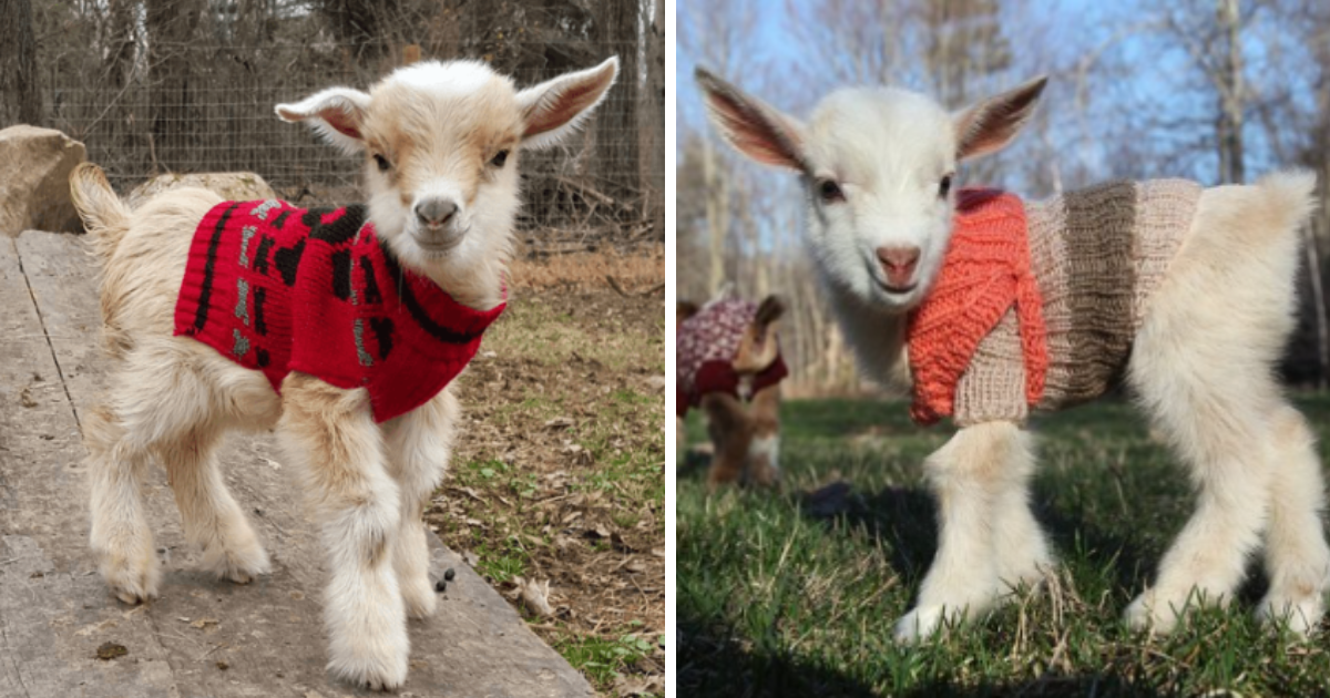 23 Charming Goats Cozying Up For A Weekend Of Cuddles And Cozy Delights ...