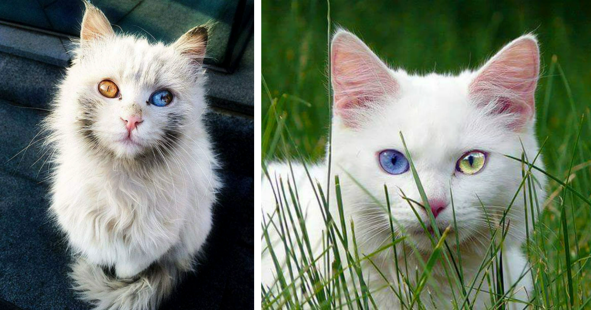 27 Cool Cats and Mismatched Marvels Born With the Furtastic Feline ...