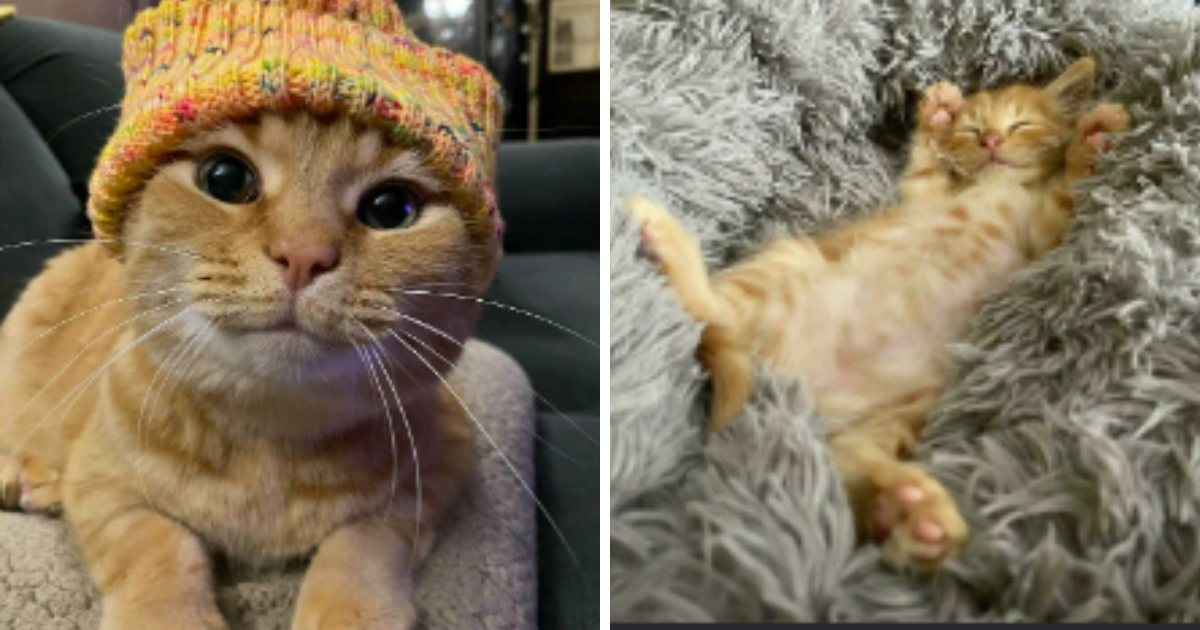 26 Radiant And Playful Orange Cats Bringing Bundles Of Cuteness To The ...