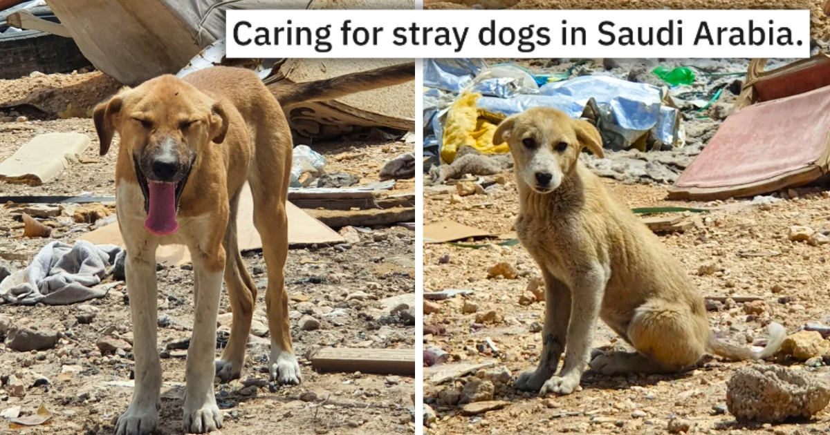 Heartwarming Human Hero Works to Save Pack of Stray Doggos, Internet ...