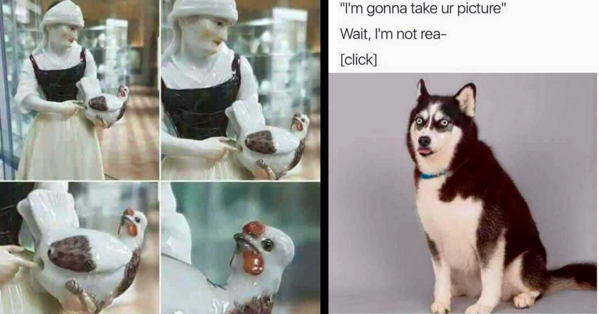 A Cyber Safari of 38 Retro Animal Memes for Millennials In Need of ...