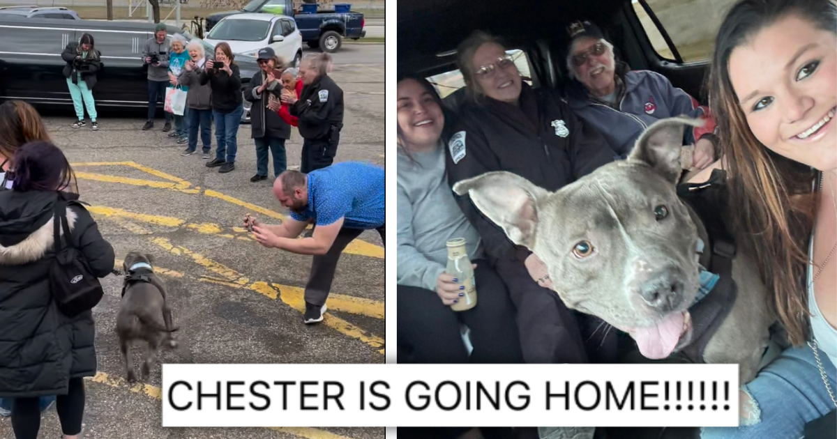 After 600 Days in the Shelter, Adorable Adopted Doggo "Chester" Met ...