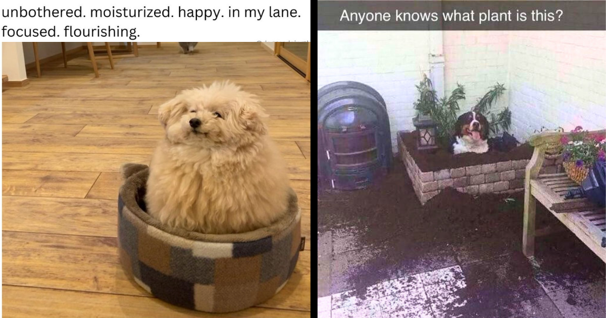 34 Pawsitively Funny Memes Of Doggos Being Perfectly Silly Pups to ...