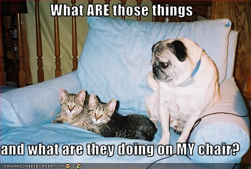 I Can Has Cheezburger?