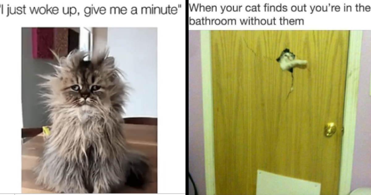 24 Snuggle Worthy Cat Memes To Send Off The Weekend With A Smile - I ...
