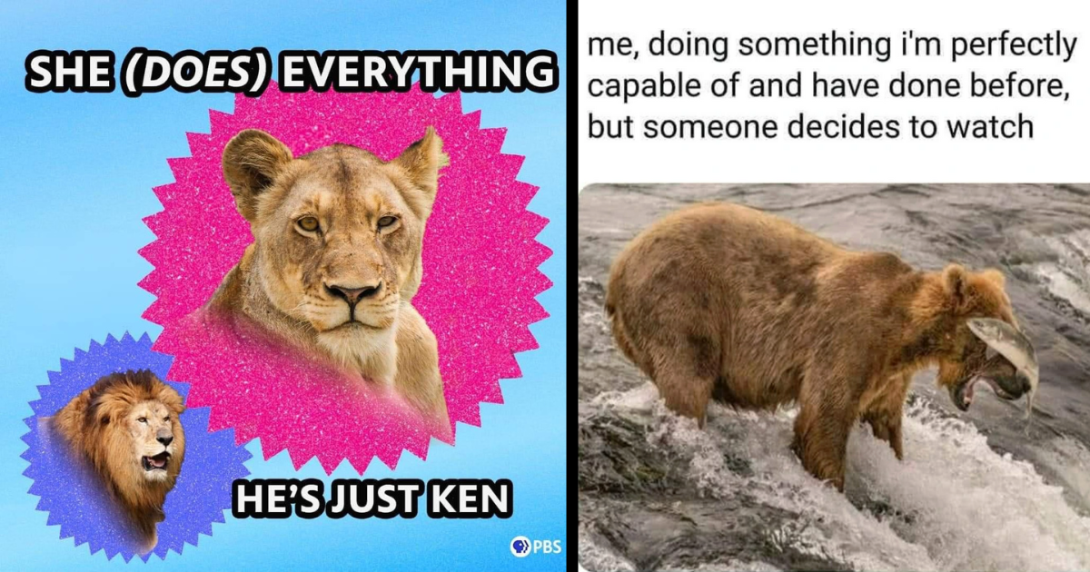 Take a Hike with These 41 Weirdly Funny Wildlife Memes for Office ...