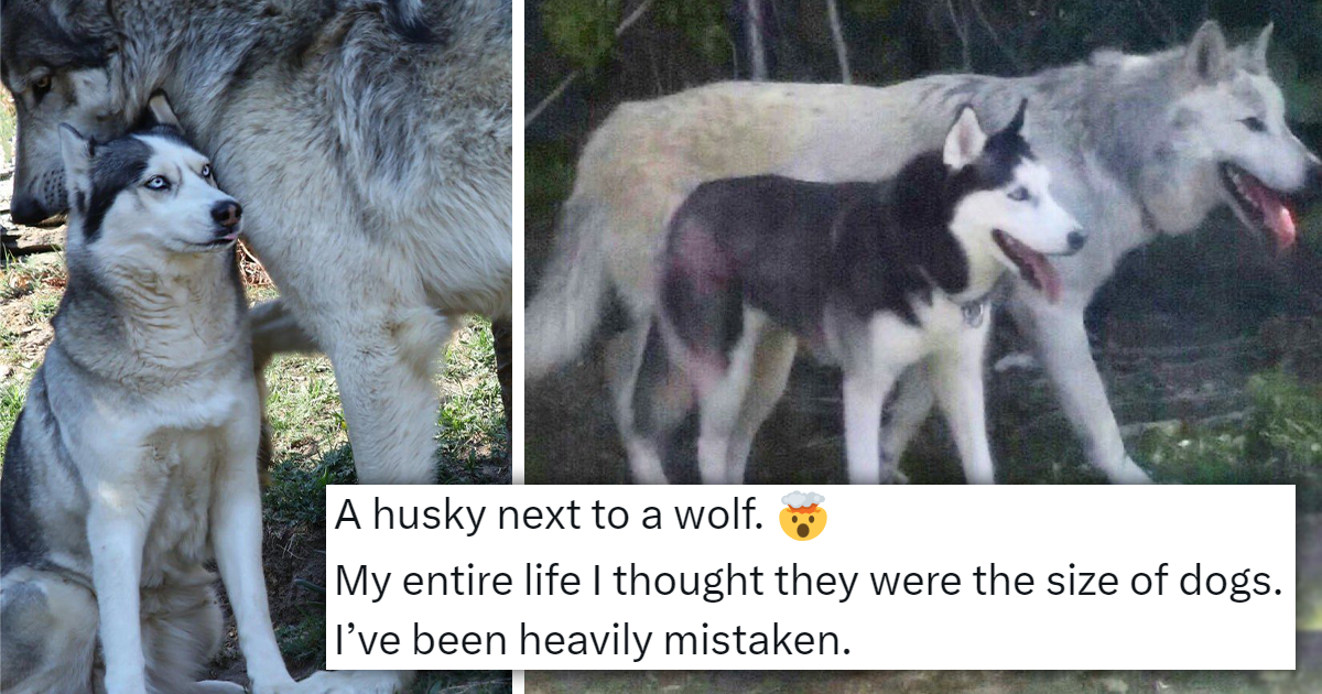 People Discover Just How Big Wolves Actually Are By Comparing Them To ...