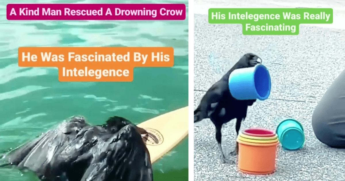 Wholesome Hooman And Crow Become Best Friends After Saving It From ...