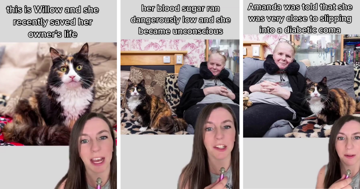 Heroic Kitty Alerts Husband of His Wife's Near Coma Status, Becomes ...