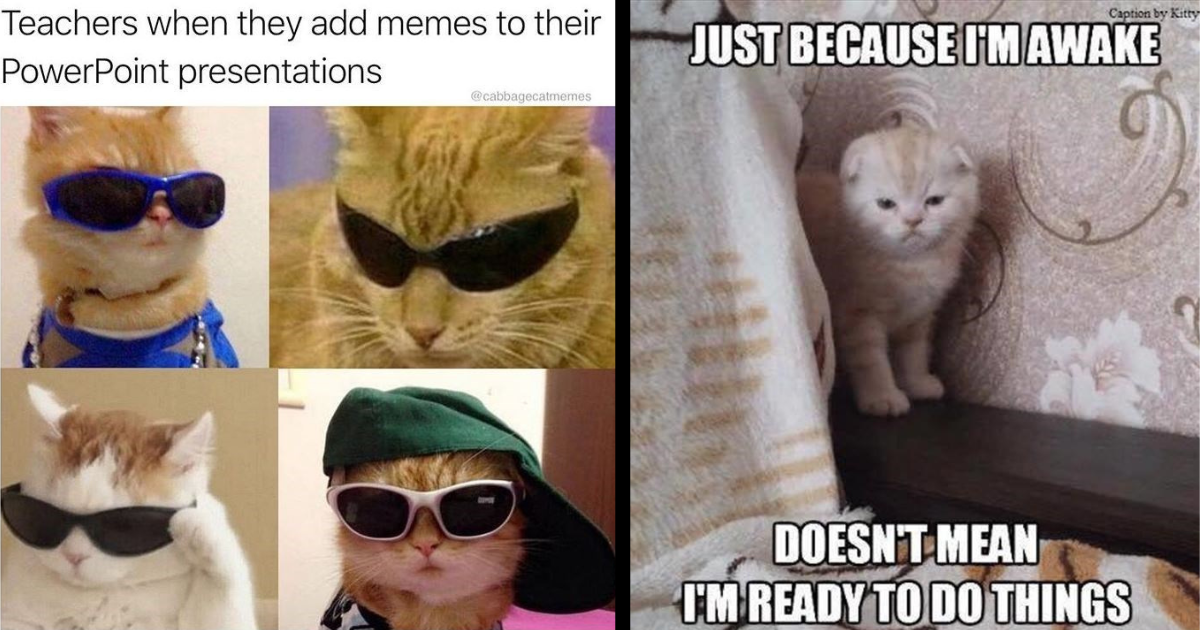 33 Pawsitively Silly Cat Memes to Purrfectly Power Through The Pinnacle ...