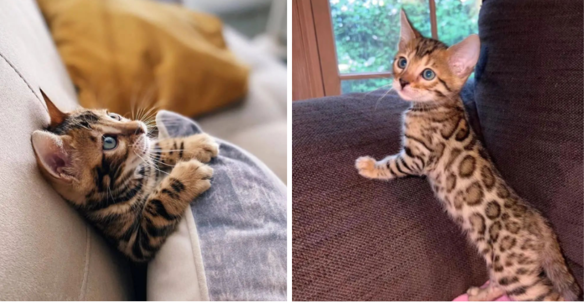 I Can Has Cheezburger? - Cats - Page 3 - Funny Animals Online - Cheezburger