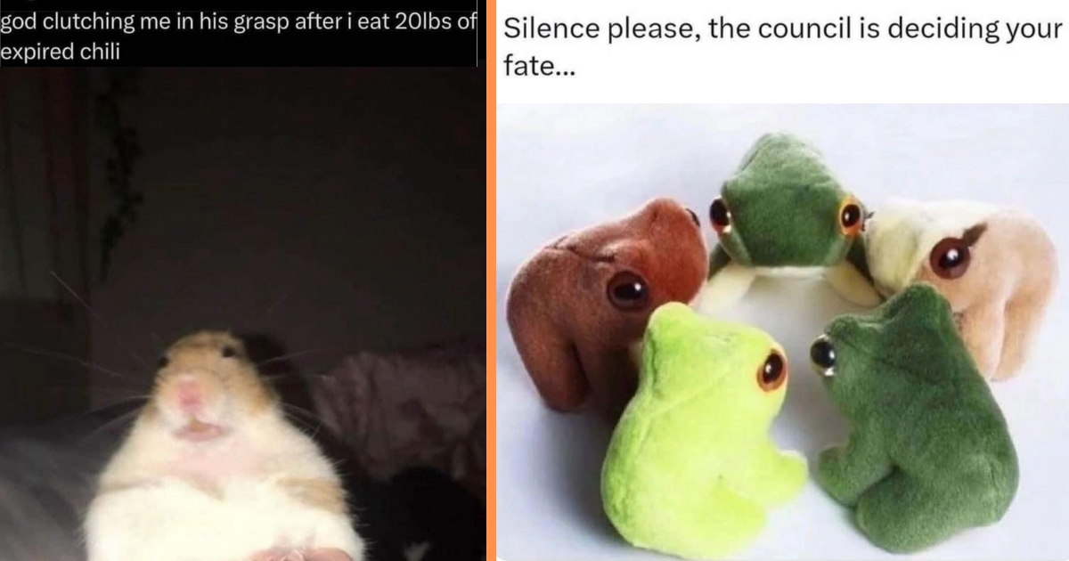 31 Marvelous Memes of the Animal Variety to Refresh Your Feed With ...