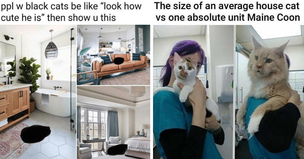 Start This Caturday With Some Serious Self-Care By Smiling At The ...