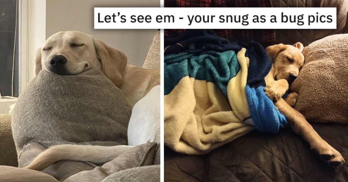 A Delightful Dump of Peaceful Puppers Perfectly Tucked In to ...