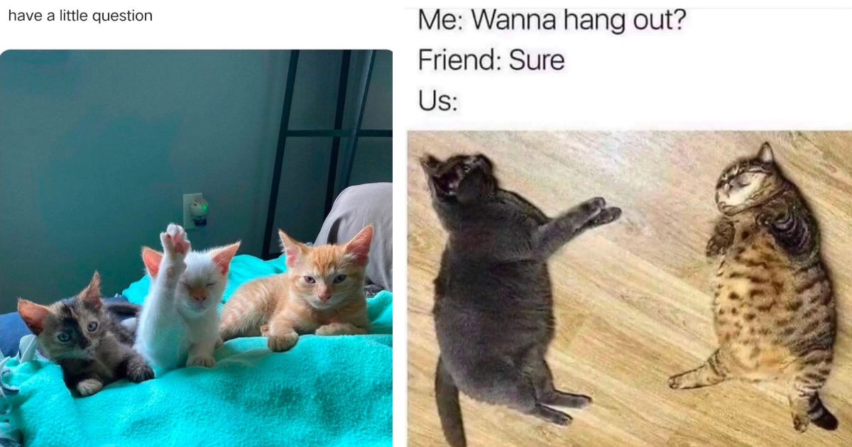 Full Spectrum Cat Memes To Cure Your Work Day Boredom: From Funny ...