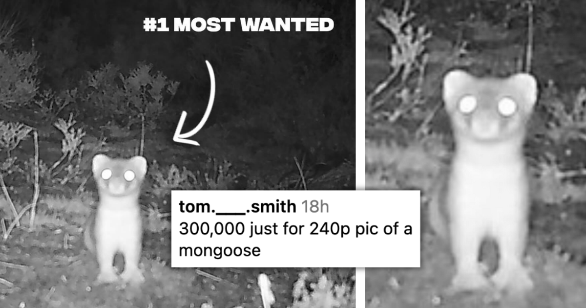 Internet Trolls Roast New Zealand After Spending 8 Months and $300,000 ...