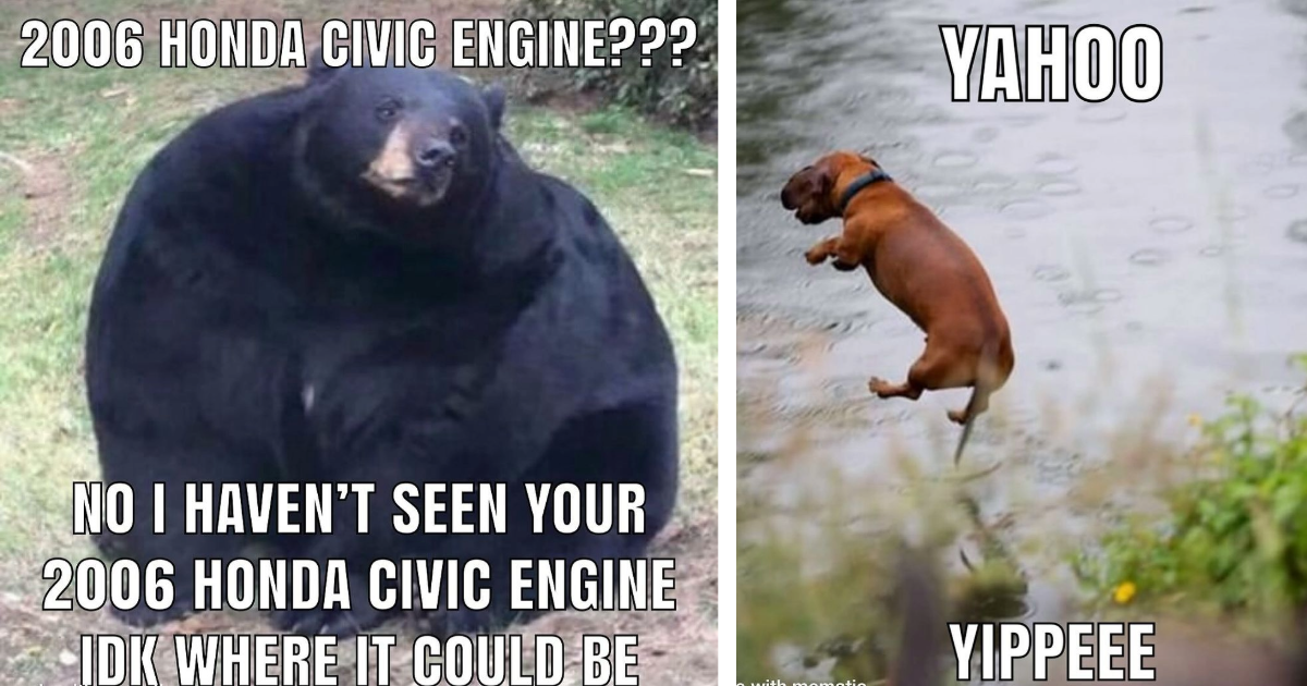 Funny Memes Of Animals Letting Loose And Being Their Authentic Selves ...