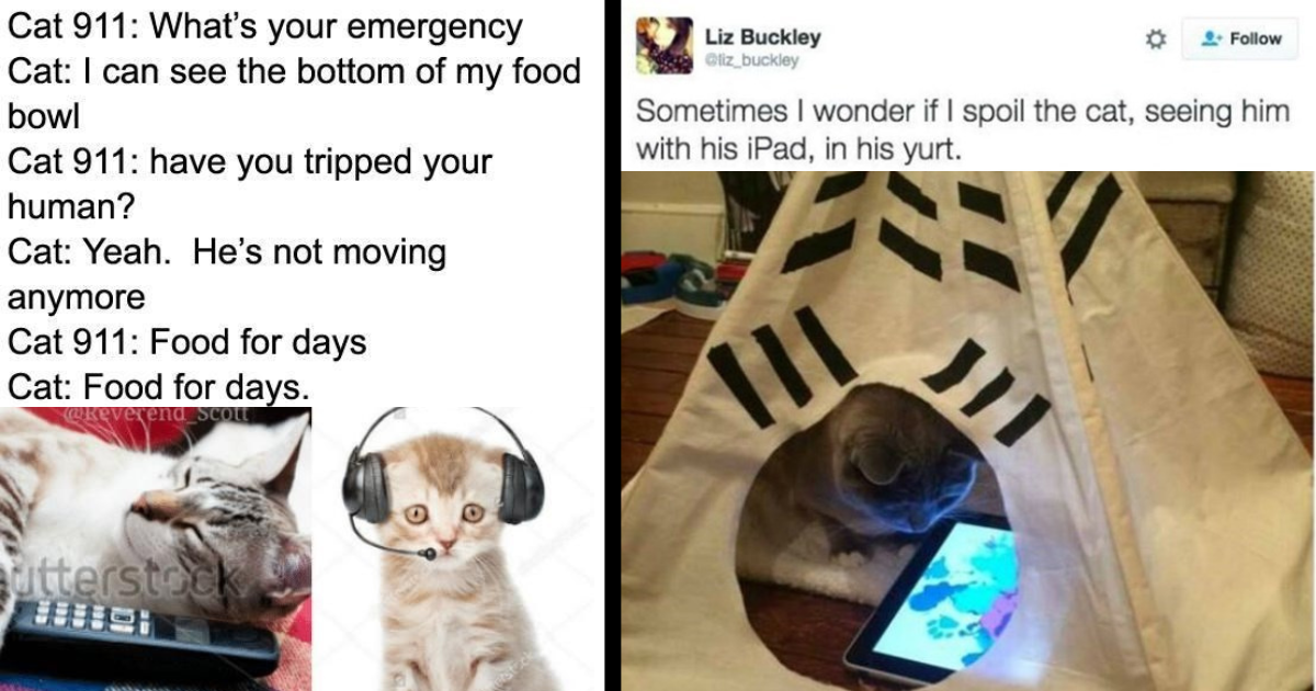 A Purrfect Prize of 34 Hilarious Cat Memes for Chasing the Red Dot of ...