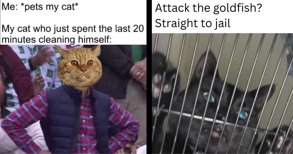 33 Rebellious Cat Memes Starring Snarky Meowzers With More Cattitude ...