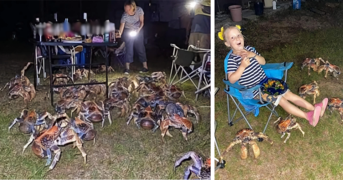 Swarm of Unhinged Robber Crabs Invade Family's Barbecue, Remain ...