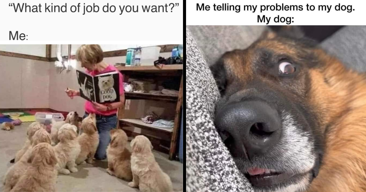 30 Howlarious Dog Memes for a Day Full of Doggo Dopamine - Animal ...