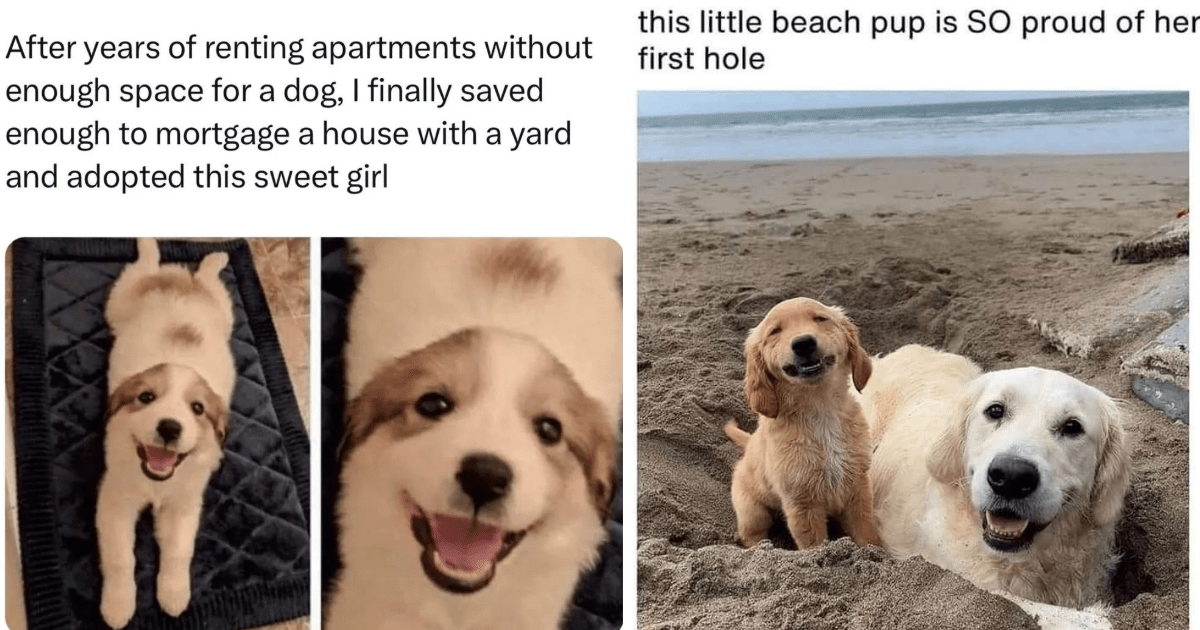 20 Sweet And Soft Dog Memes To Help You Shake Off The Weight Of The ...