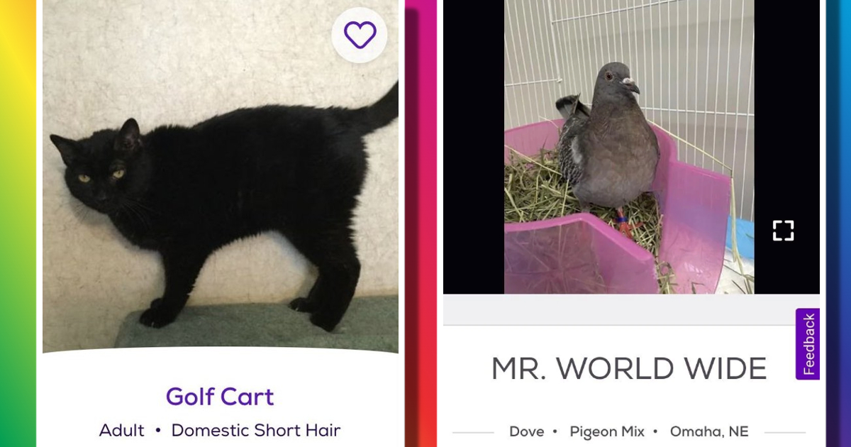 French Fry Freddie and Goose Willis: 30 Pets with hilariously weird ...