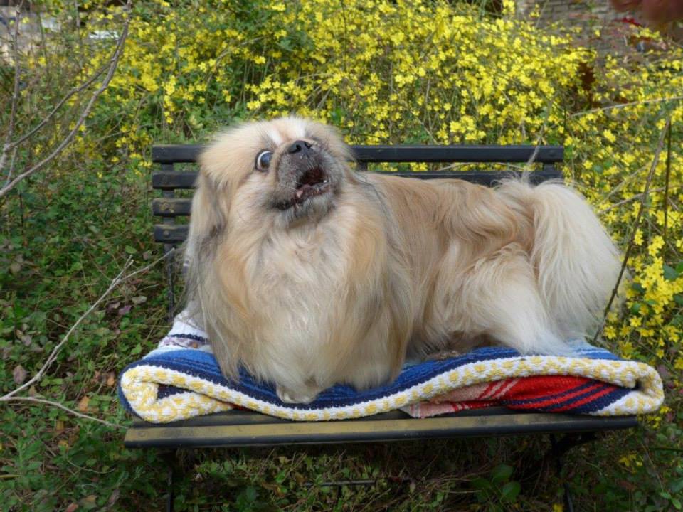 These Dogs Have The Best Shocked Expressions, That We Just Had To Share ...