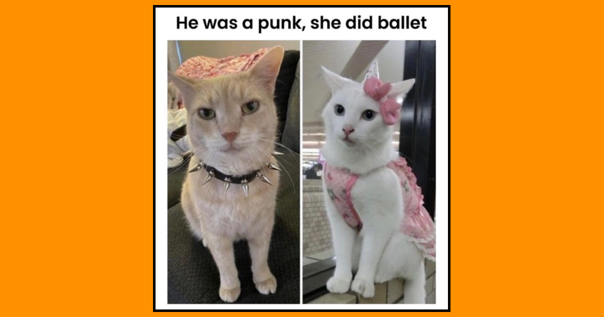 Funniest Cat Memes for Feline Fanatics (April 17, 2024) - Memebase ...