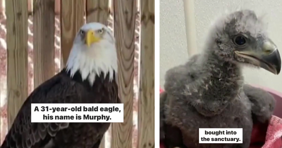Heartwarming Orphaned Eagle Adopts A Rock And Does Everything He Can To ...