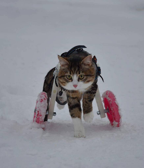 Rexie The Handicap Cat Can Do It All! - I Can Has Cheezburger?