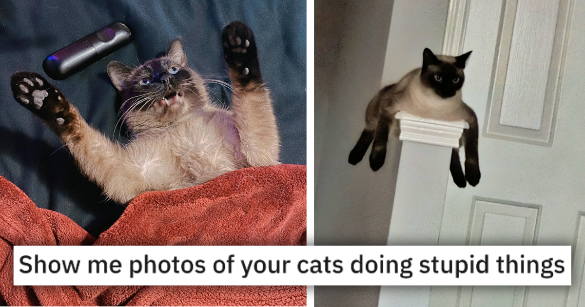 A Funny Fumble of Feline Fails Proving That Cats Aren't Always Full of ...