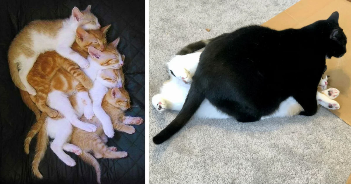 Stacked Selection of 27 Silly Snuggle Puddles of Cats on Cats on Cats ...