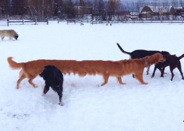 Panoramic Picture Fails With Animals That Will Make You Look Twice (17 ...