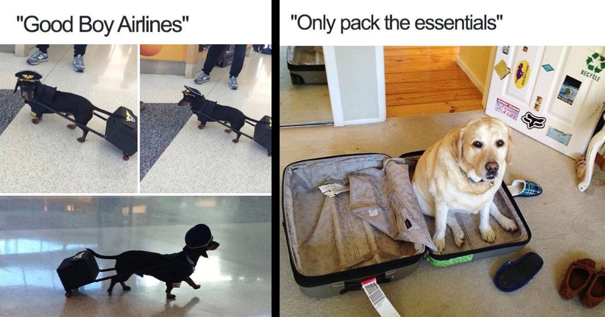 35 Howlarious Memes of Doggos to EmBARK on a Extraordinary Expedition ...