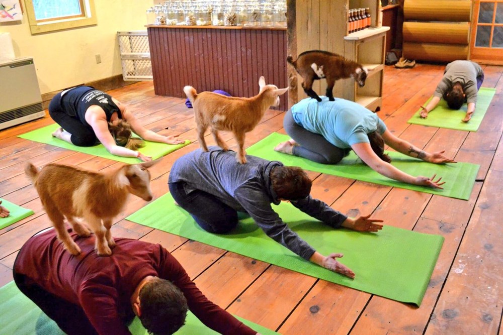 Goat Yoga Is The Latest Fitness Trend - I Can Has Cheezburger?