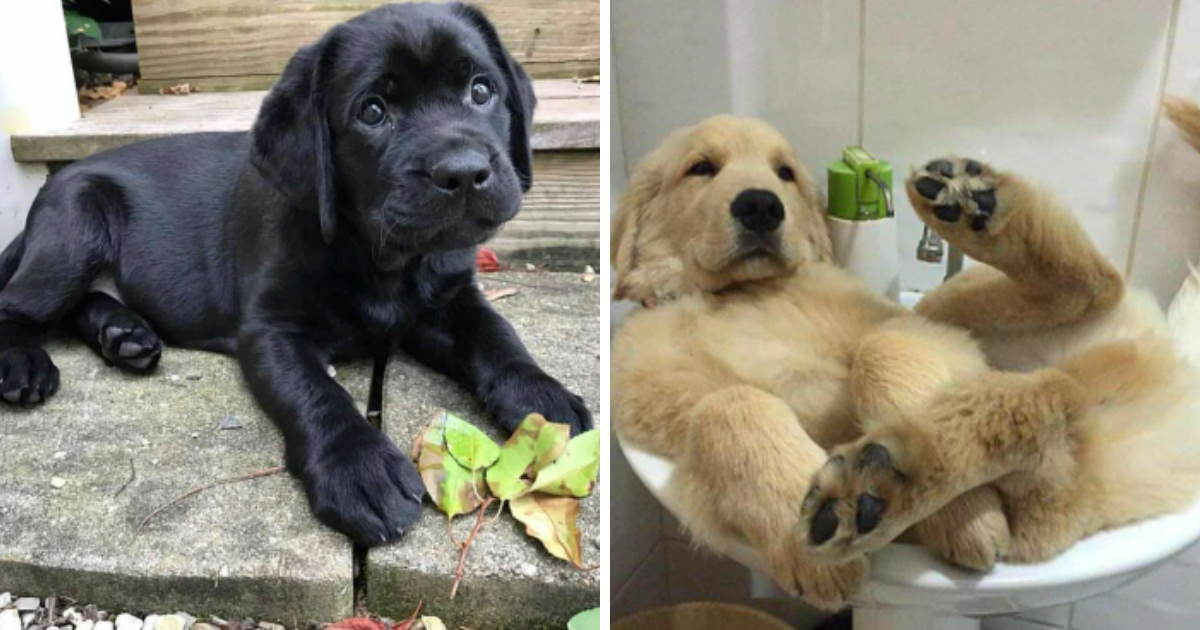 Friday Furry Fun With 23 Awwdorable Pups Bringing Pawsitive Puppy Love ...