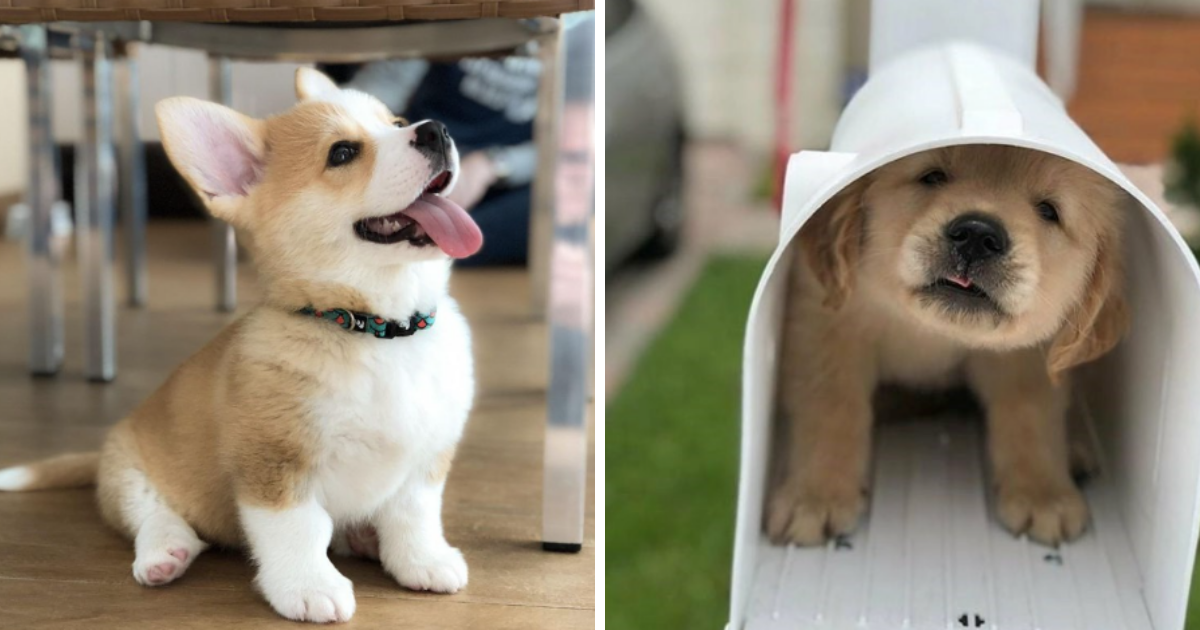 Sunday Snuggles With 25 Pawsitively Pawfect Pups For A Day Full Of ...