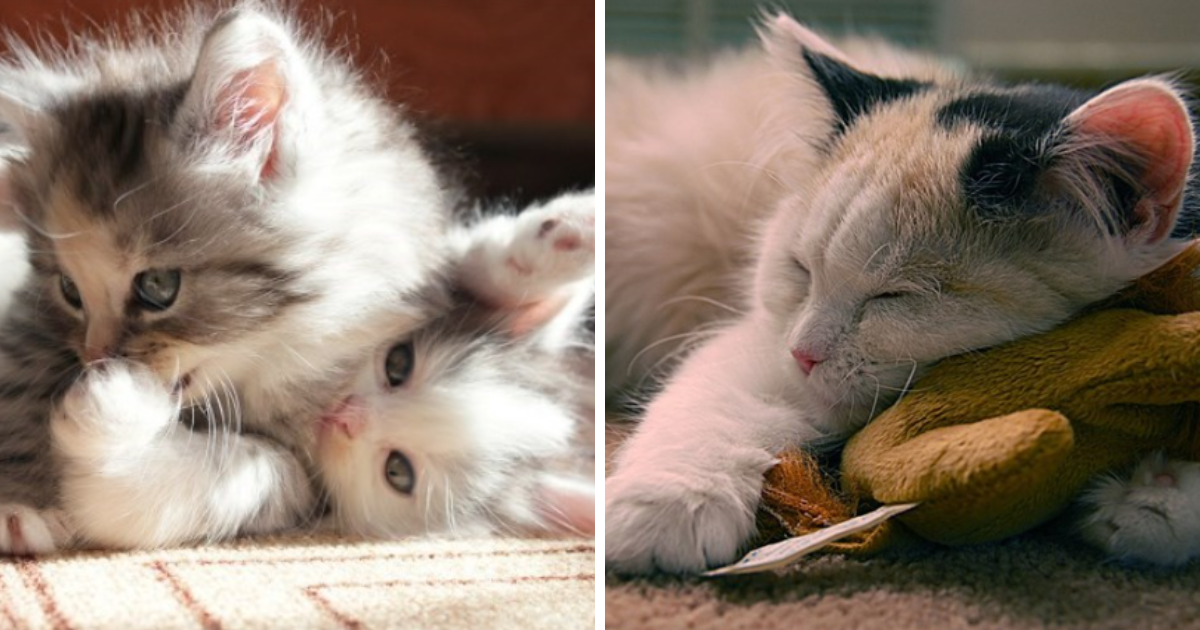 Sunday Snuggles With 24 Cute Cuddly Kittens To Fill The Weekend With ...