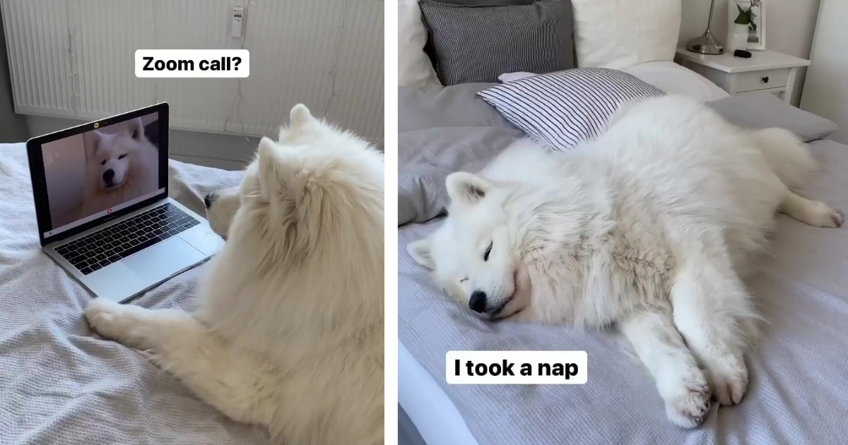 Meet The Dog Who Avoids Doing Literally Anything By Taking A Nap For ...