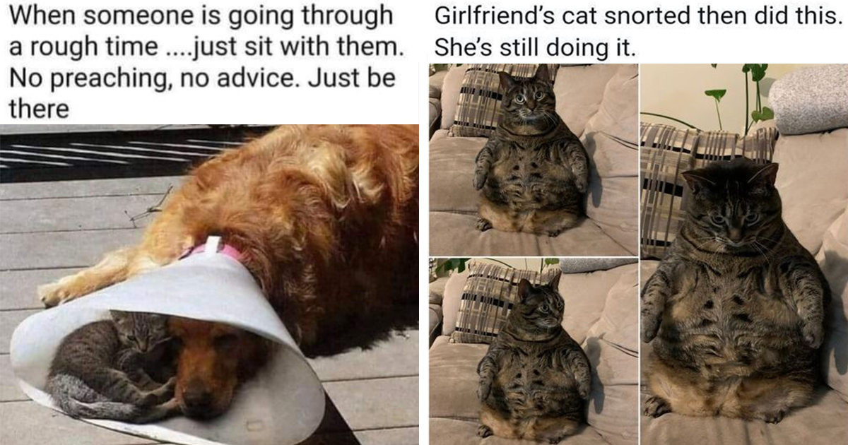The Cutest, Most Heartwarmingly Wholesome Cat Memes And Posts Of This ...