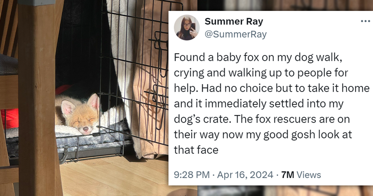 Crying Baby Fox Desperately Asks People For Help, Finally A Woman And ...