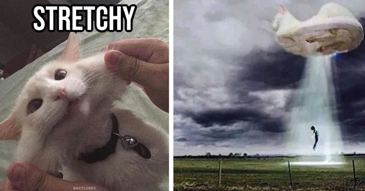 25 Weird And Wild Cat Memes And Pics To Perk Up Your Weekend And Get ...