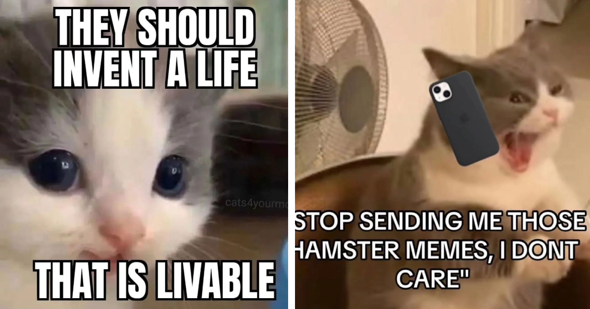 20 Spicy And Relatable Cat Memes That Pawfectly Sum Up That ‘Meow My ...