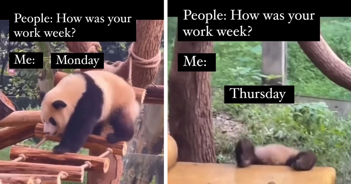 Relatable Pawdorable Panda Tumbles Its Way Through The Work Week ...
