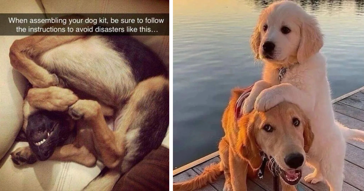 22 Sugary Sweet Dog Memes And Pics To Tickle Your Canine Fancy And Get ...