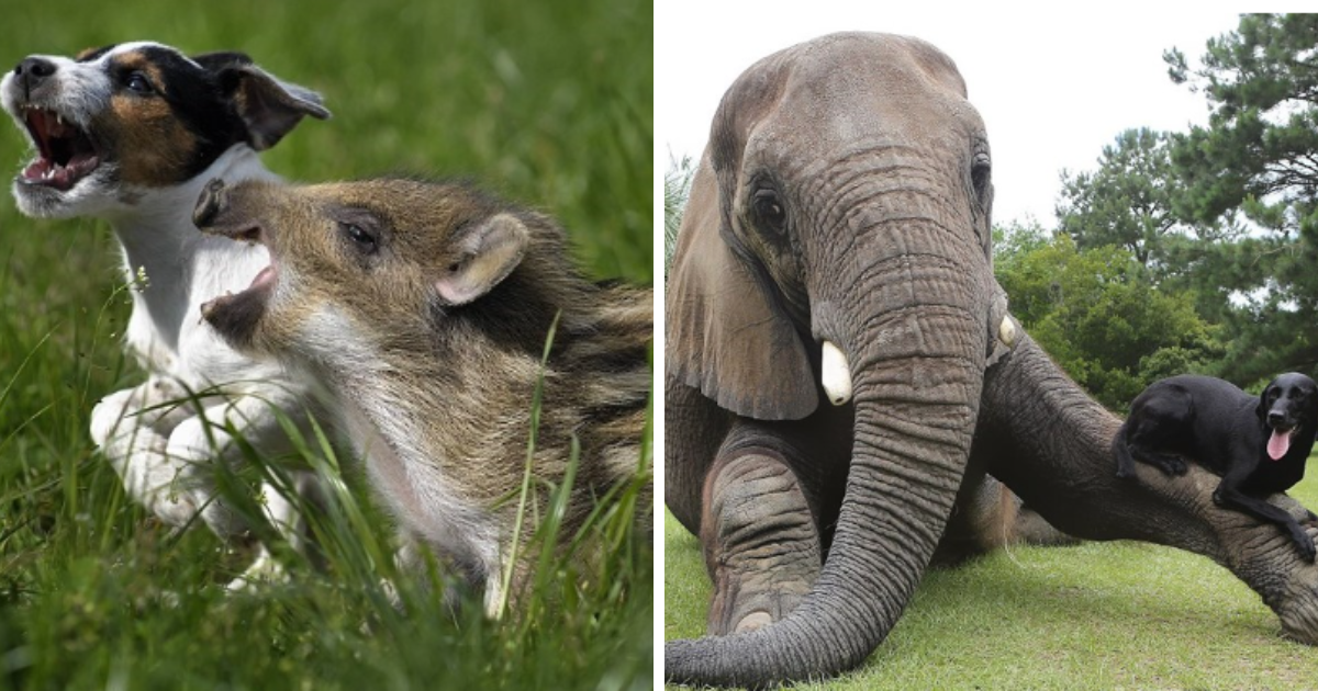 Monday Mood Booster With 22 Unlikely Animal Friendships To Start The ...