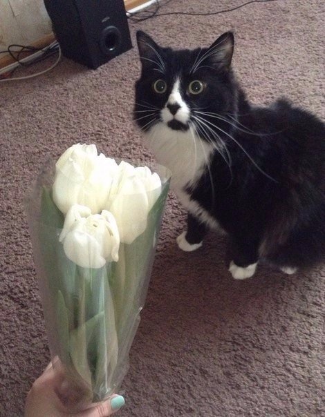 These Scaredy Cats Are Exactly What You Need This Tuesday - I Can Has ...