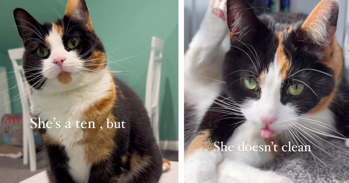 When Your Cute Cat Is A Ten, But She Is A Lazy Feline Who Does Not Help ...