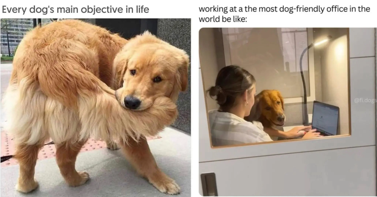 20+ Mood Boosting Mid-Week Dog Memes To Give You The Energy To Chase ...